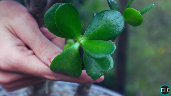 How to Do Jade Plant Propagation? 2 Easy Ways [Detail Guide]