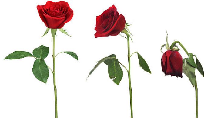 Why is Flower Wilting? 6 Reasons Behind It [WITH SOLUTION ]