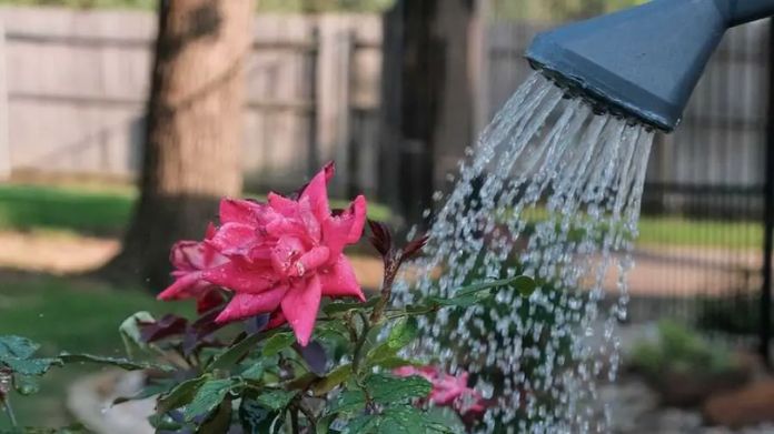 How to Revive a Wilted Rose - What it Means [7 EASY FIXES]