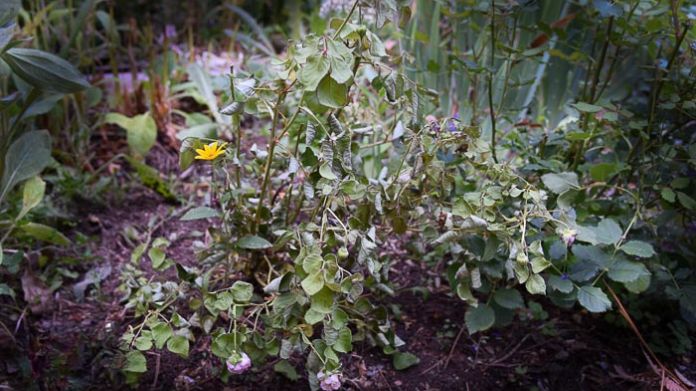 How to Revive a Wilted Rose - What it Means [7 EASY FIXES]