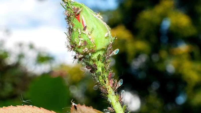 How to Revive a Wilted Rose - What it Means [7 EASY FIXES]