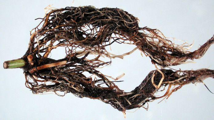 How to Revive a Wilted Rose - What it Means [7 EASY FIXES]