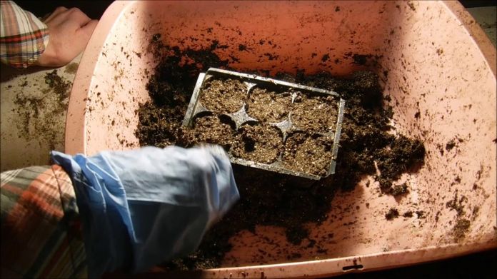 Calibrachoa Seeds: 7 Tips and Tricks for Successful Growth