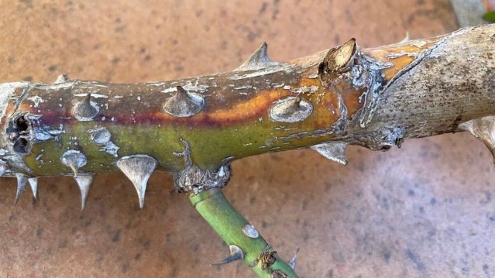 How to Revive a Wilted Rose - What it Means [7 EASY FIXES]