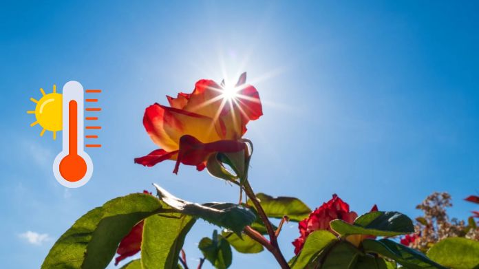 How to Revive a Wilted Rose - What it Means [7 EASY FIXES]