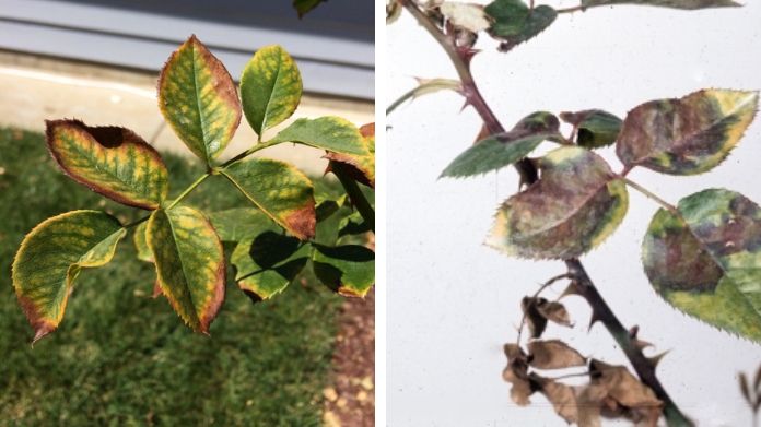 How to Revive a Wilted Rose - What it Means [7 EASY FIXES]