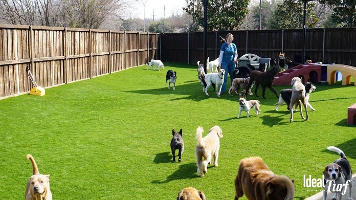 Artificial Grass for Dogs: 6 Reasons Why It is Good for Dogs