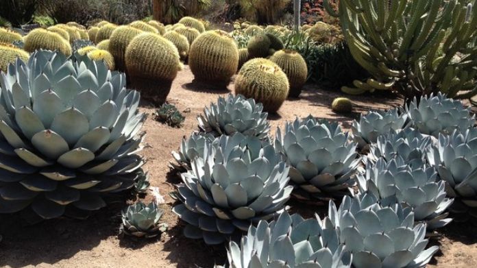 Top 10 Succulent Ground Cover Plants for Beauty of Garden