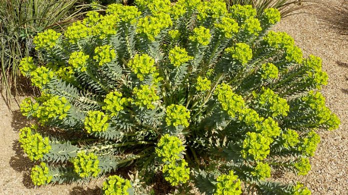 Top 10 Succulent Ground Cover Plants for Beauty of Garden