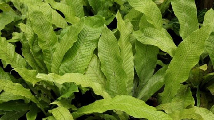 12 Types of Ferns for Your Indoor Oasis: The Beauty for Home